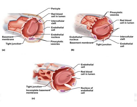 Capillary Structures Quiz