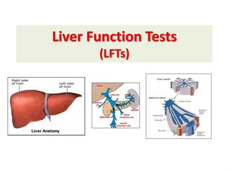 PPT Liver Function Tests LFTs PowerPoint Presentation Free Download ID