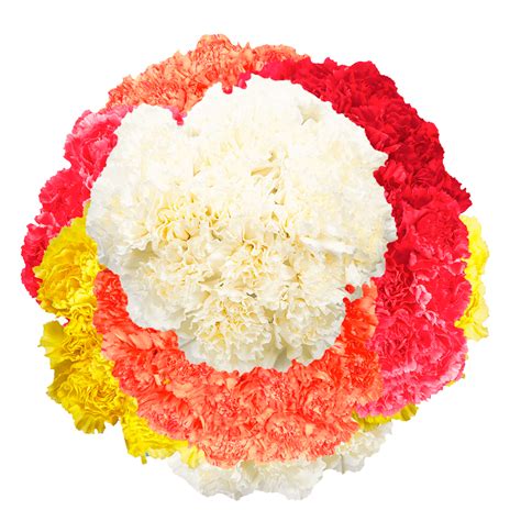 400 Stems Of Assorted Color Carnations Globalrose Wholesale Flowers