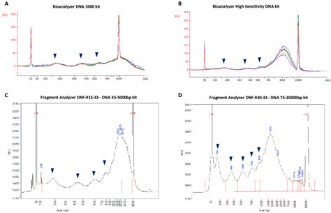 Size Profiles Of Cell Free Dna Cfdna Isolated From Cell Culture