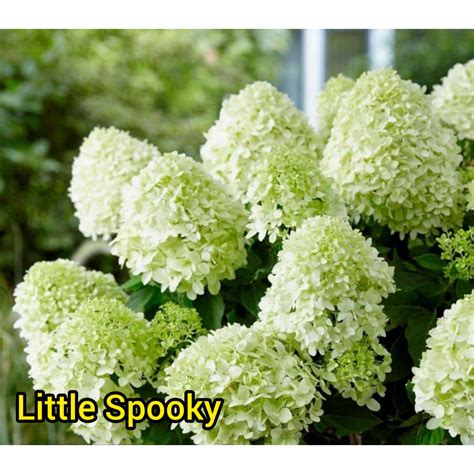 Гортензия Little Spooky – Цветочная мастерская Анны Пирматовой