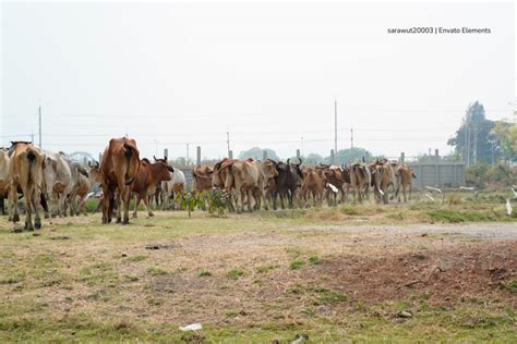 Estudios Aseguran Que La Ganadería Ilegal Pone En Riesgo La