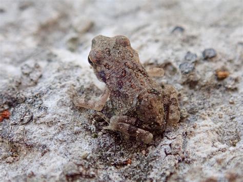 Red Spotted Toad