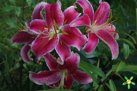 🔥 [70 ] Stargazer Lily Wallpapers Wallpapersafari