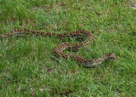 South Florida Water Management District On Linkedin 🐍🐍🐍 Did You Know Invasive Burmese Pythons