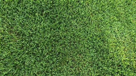 Zoysia Vs Bermuda Whats Better For Your Lawn Pros And Cons