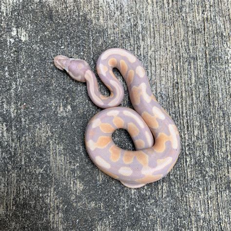 Jual Ular Ball Python Banana Enchi Jakarta Barat Areareptile Tokopedia