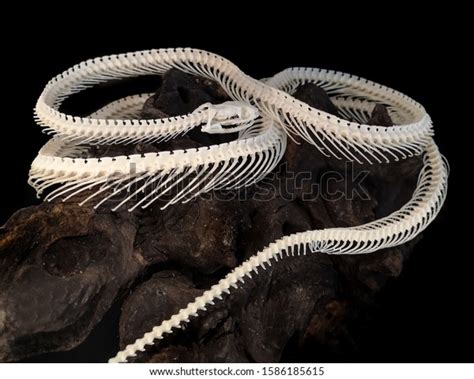 Python Skeleton Images Stock Photos D Objects Vectors Shutterstock