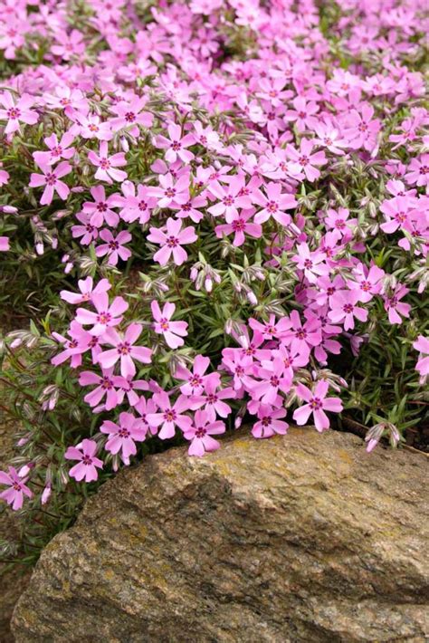 How To Grow And Care For Creeping Phlox Gardeners Path