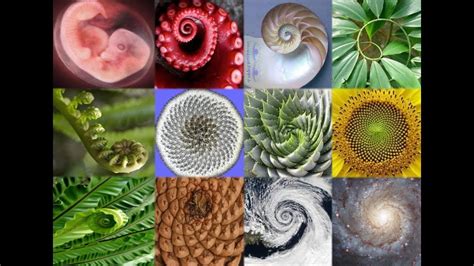 God S Fingerprint Fibonacci Sequence YouTube