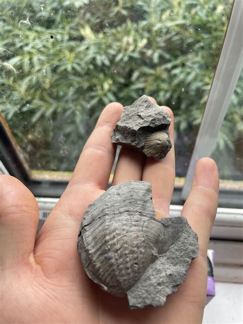 do i need to preserve my fossils questions and answers the fossil forum