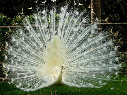 Pavão Wikipédia A Enciclopédia Livre