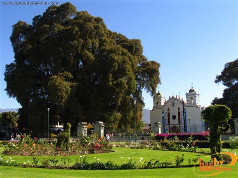Árbol Del Tule El Gigante Milenario De Oaxaca