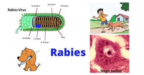 Rabies Virus Structure Pathogenesis And Lab Diagnosis Microbe Online