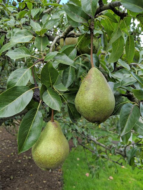 What Is The Tallest Pear Tree At Paul Hines Blog