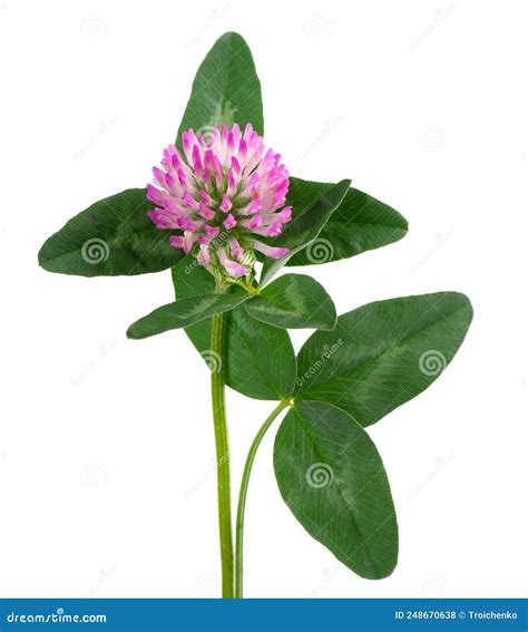 Clover Flower On A Stem With Green Leaves Isolated On White Background
