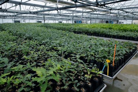 Truffle Growing And The Truffle Industry Wetruf