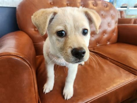 믹스견 애기 포메라니안키우는방법 말티즈키우는방법 말티푸키우는방법 푸들키우는방법 먼치킨키우는방법 랙돌키우는방법 브리티쉬숏헤어키우는