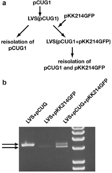 Figure 3 From Development Of Novel Plasmid Vectors And A Promoter Trap System In Francisella