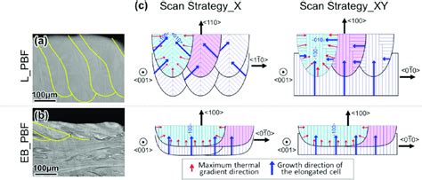 Relationship Between The Crystallographic Texture Formation Behavior
