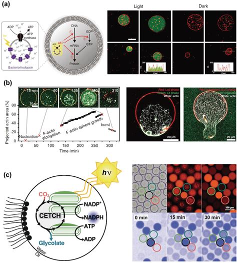 A Schematic And Fluorescence Microscopy Images Showing The Atp