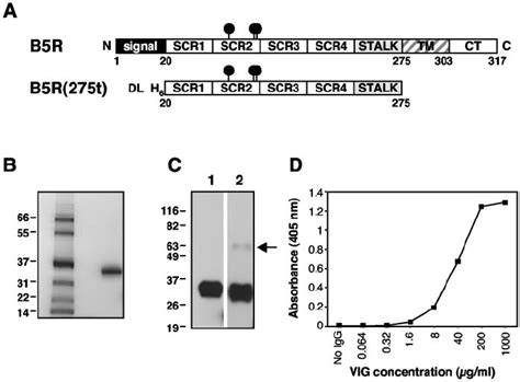 Production Of Recombinant Vaccinia Virus Eev Glycoprotein B5r In Download Scientific Diagram