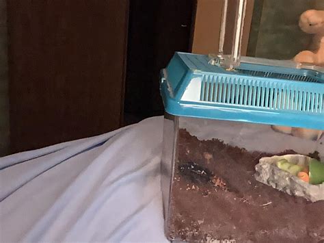 Roach Love ️ Is My One Hissing Cockroach Cage Good I Have Coconut Fiber And A Feeding Dish With