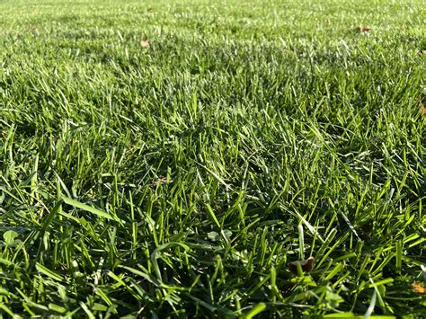 How To Get Rid Of Ants In Your Lawn Without Killing Your Grass