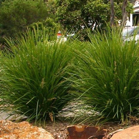 Lomandra Lime Tuff Ramm Botannicals