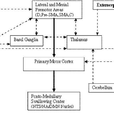 A Schematic Diagram Incorporating Feedforward Sensory Systems And Download Scientific Diagram