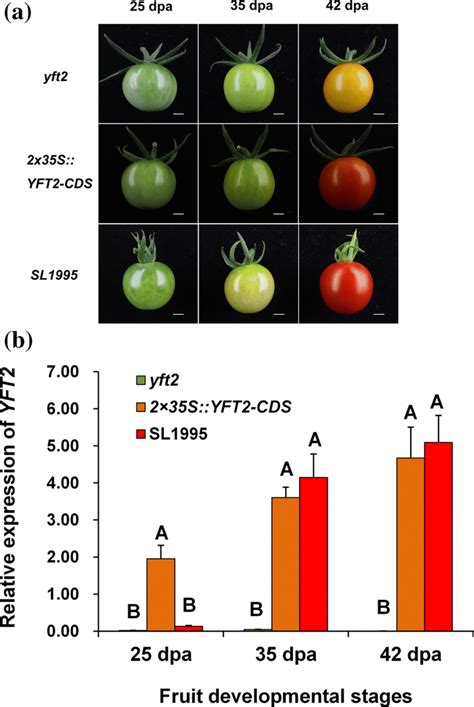 Functional Complementation Of Yft2 A Functional Complementation