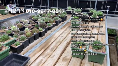 올리브다육 4월 6일 첫 실시간방송 특별 할인판매 Youtube