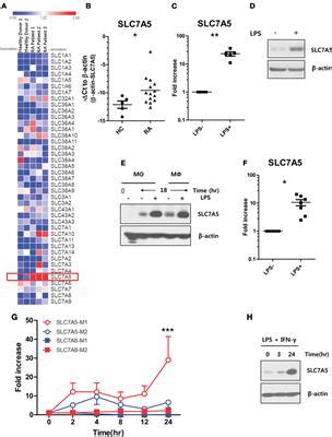 Frontiers Role Of SLC7A5 In Metabolic Reprogramming Of Human Monocyte