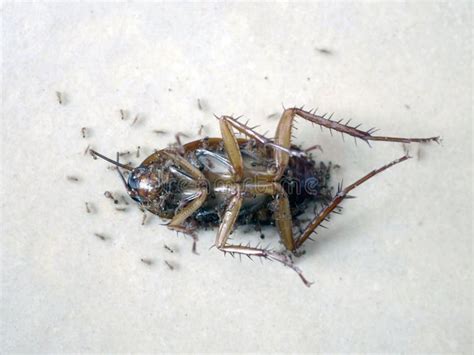 Close Up Of A Dead Cockroach Being Eaten By Ants Stock Illustration