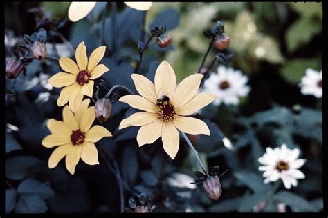 The Internets Simplest Guide To Developing Bandw Film At Home