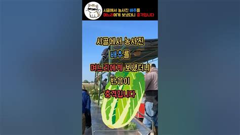 시골에서 농사진 배추를 며느리에게 보내줬더니 반응이 Youtube