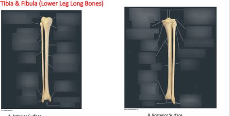Lab Practical Tibia And Fibula Diagram Quizlet