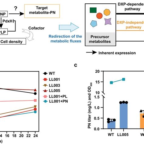 Parallel Metabolic Pathway Engineering Of Vitamin B6 De Novo Download Scientific Diagram