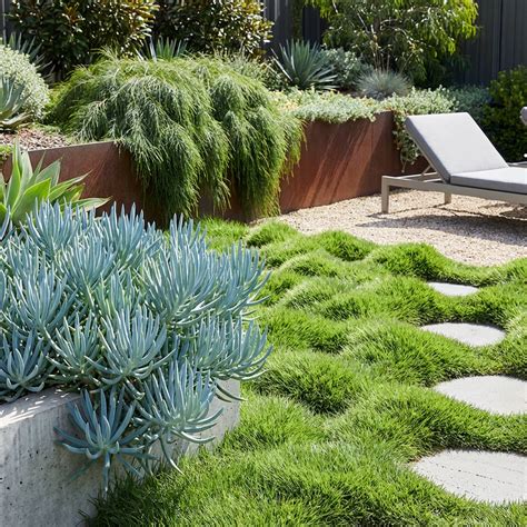 Low Maintenance Plants Buy Online Australia Page 4 Nursery Near Me