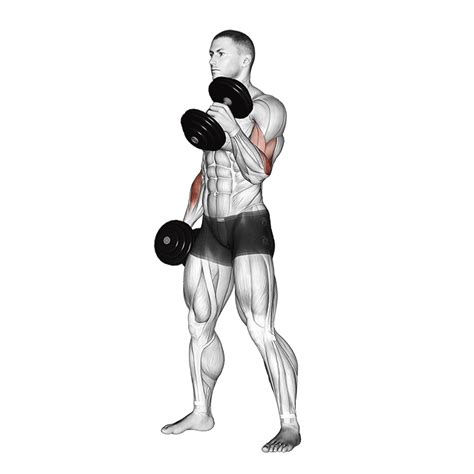 Alternate Hammer Curl  At Glenn Nelsen Blog