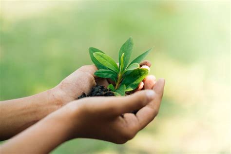 ¿qué Es La Ecología De La Escuela Y Su Impacto Ambiental