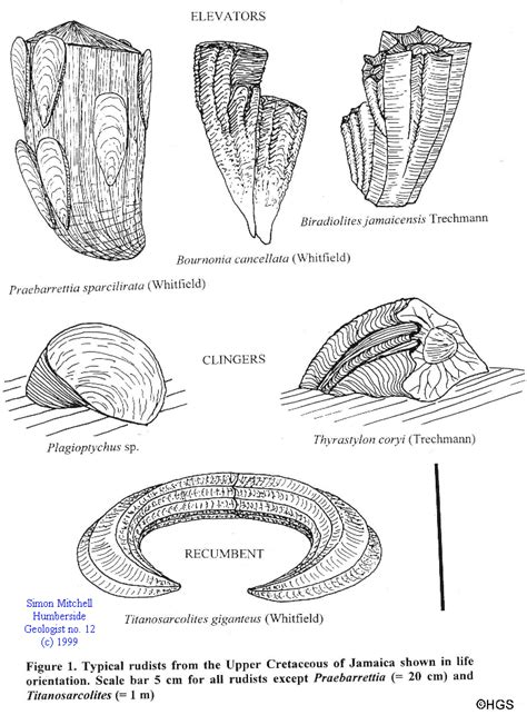 Rudist Bivalves A Bizarre Group Of Fossils From The Cretaceous Of Jamaica