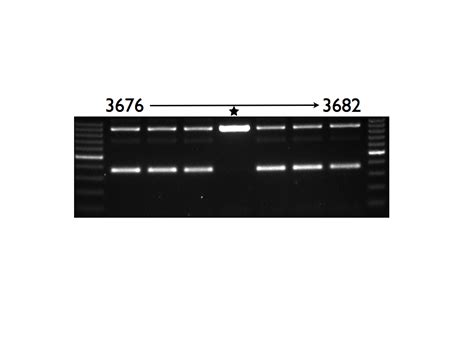 Simple Mouse Genotyping Pcr Kit Kitreagent Review