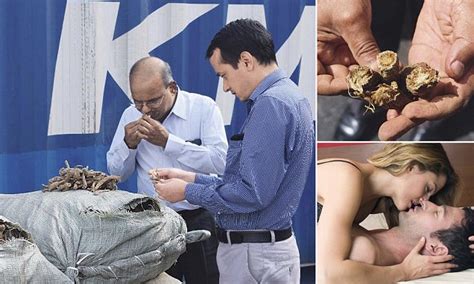 Kg Of Rare Himalayan Sex Herb Seized In Mumbai Daily Mail Online