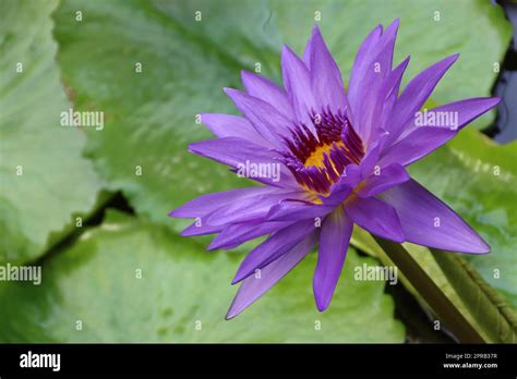 T X Banque De Photographies Et Dimages à Haute Résolution Alamy