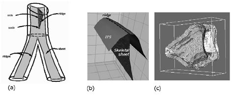A Sketch Of The 3d Skeleton Of A Branching Shape The Skeleton Is