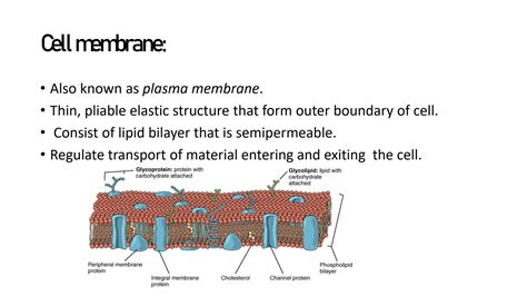 Solution Cell Membrane And Nucleus Studypool