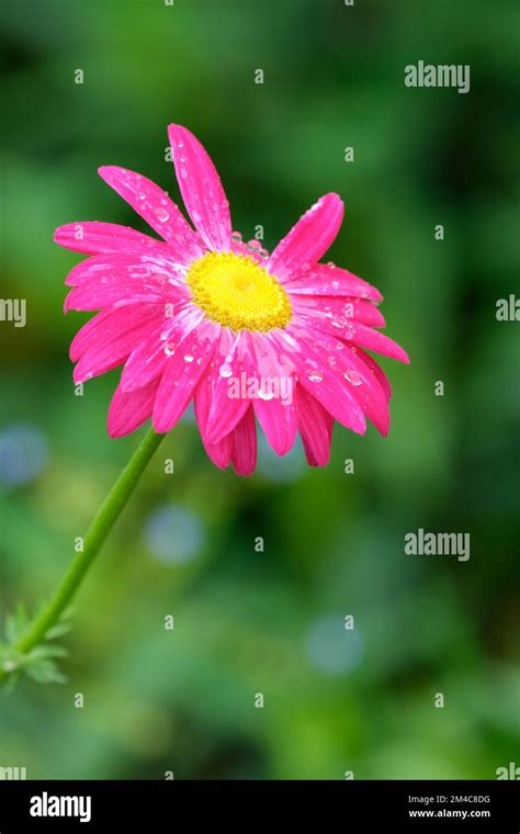 Tanacetum Coccineum Robinsons Mix Pyrethrum Robinsons Mix Painted
