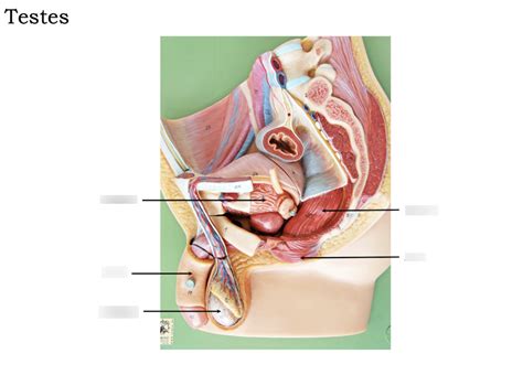 Testes Diagram Quizlet