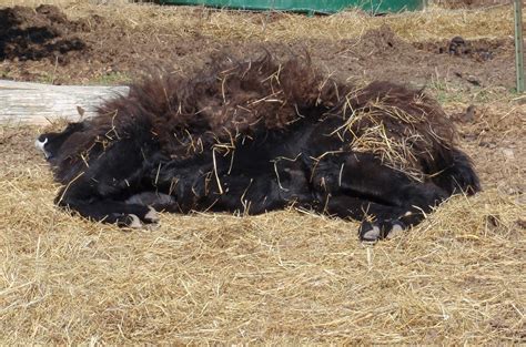 Mustang Dreams A Few Pictures Of Chase The Llama Over The Years And He Still Blesses Us